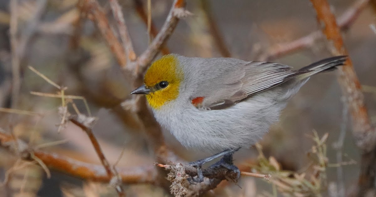 Verdin (Auripare verdin) - Travels With Birds