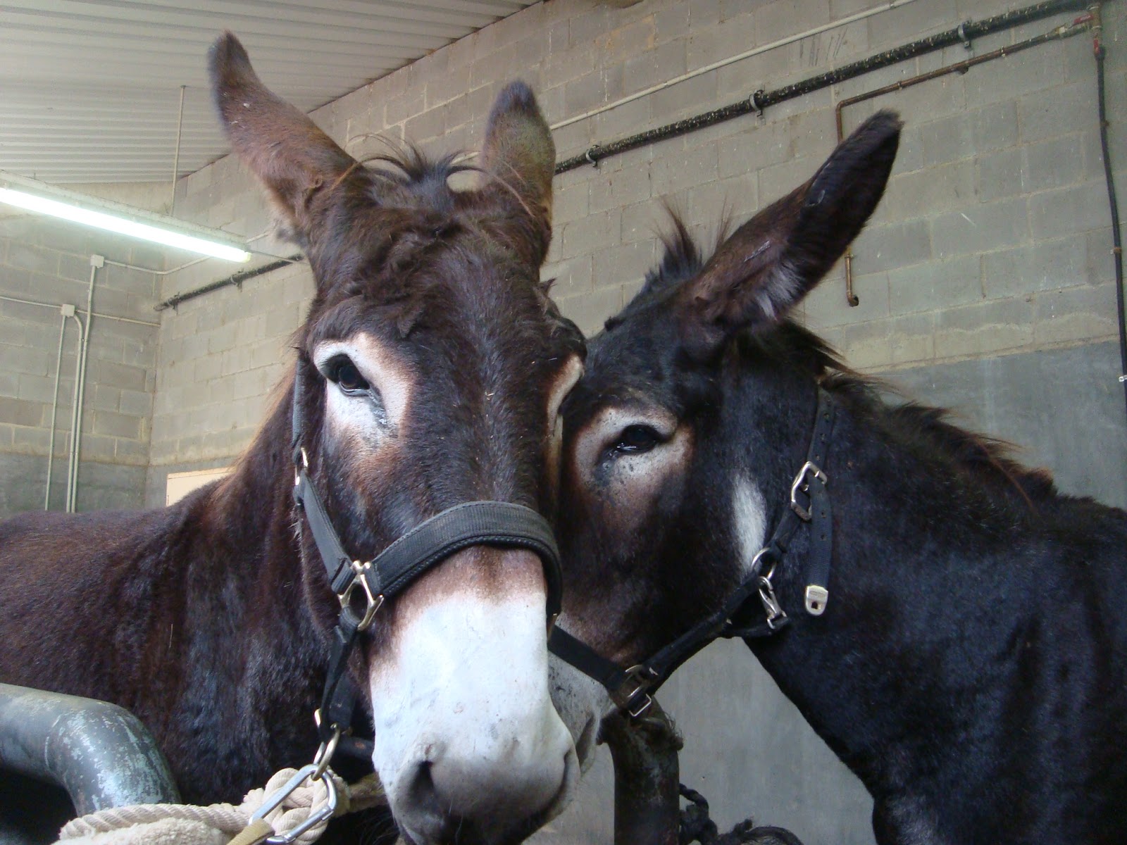 CATALONIAN DONKEYS' REPRODUCTION AT AUTONOMOUS UNIVERSITY OF BARCELONA ...