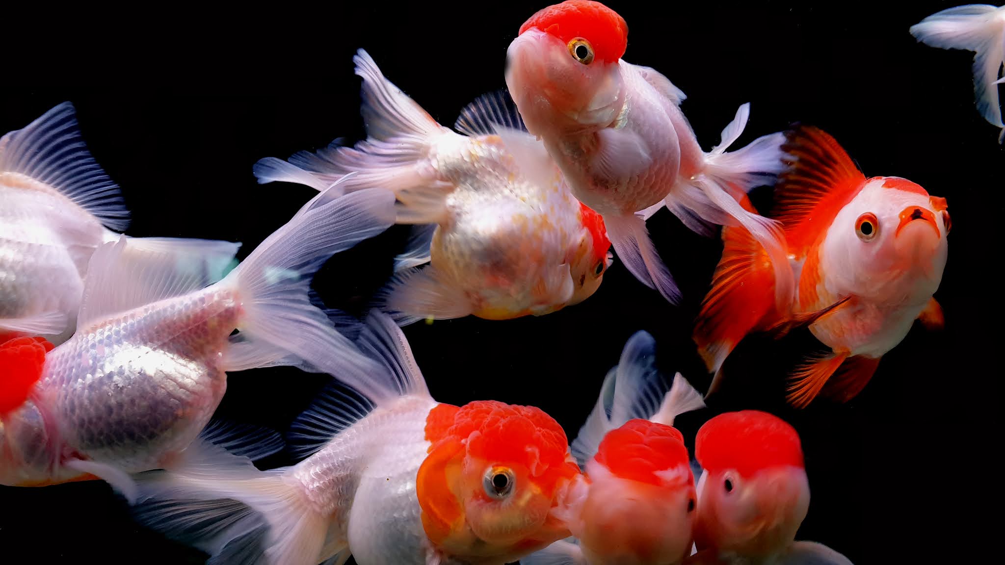 Red Cap Oranda Goldfish 4K HD Wallpapers