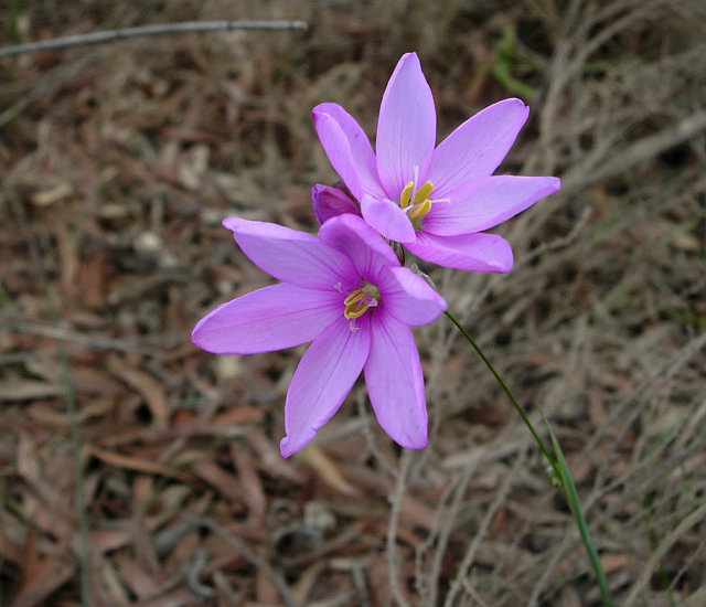 Flowers: Ixia
