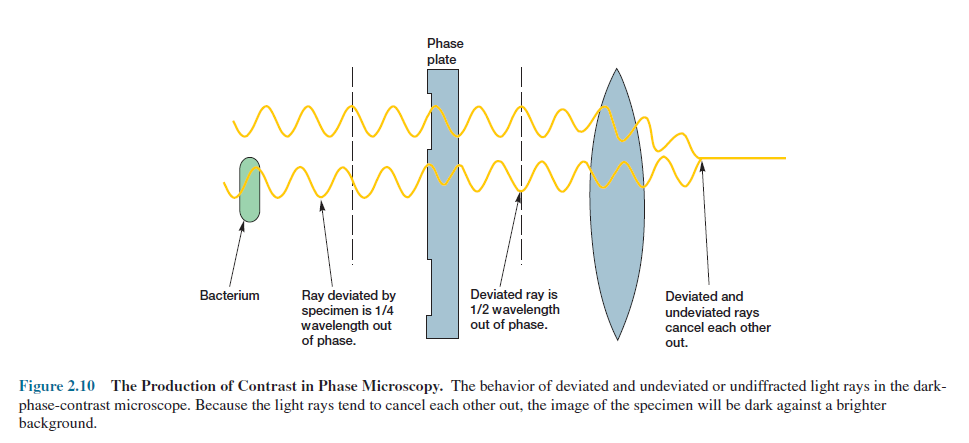 Microbiology Notes: The Study of Microbial Structure : Microscopy and ...