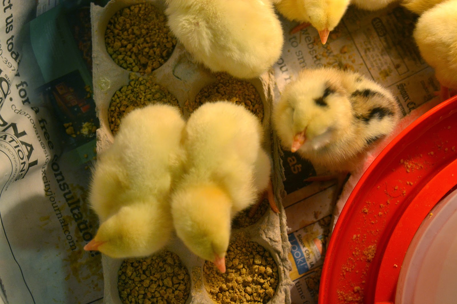 Little House on the Dairy: when chickens come in the mail