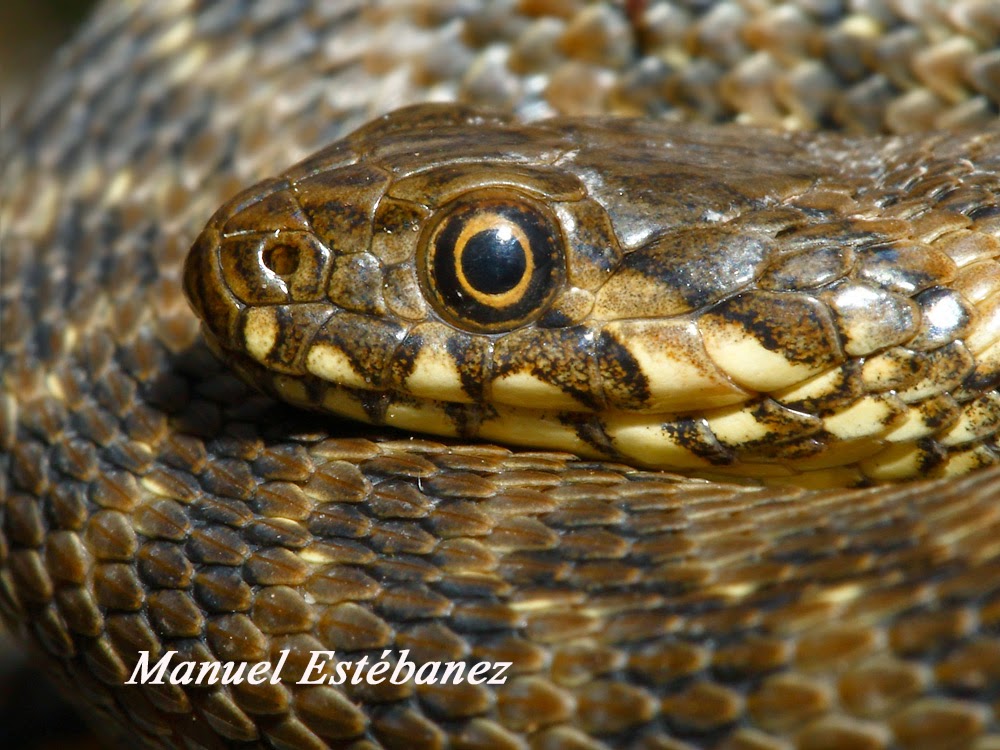 Miradas Cantábricas: Culebra viperina (Natrix maura)