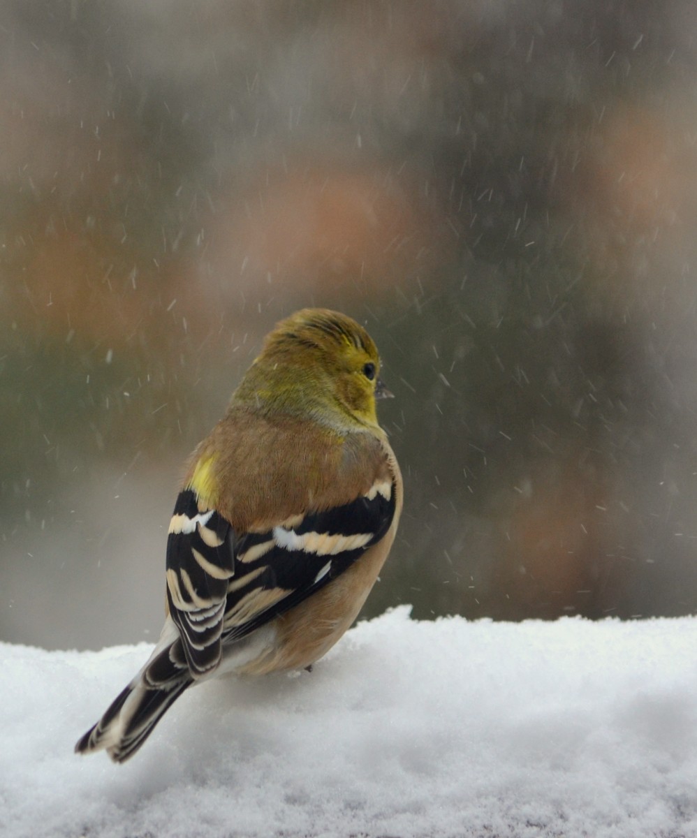 Woods Walks and Wildlife: Snowy Feeder Birds
