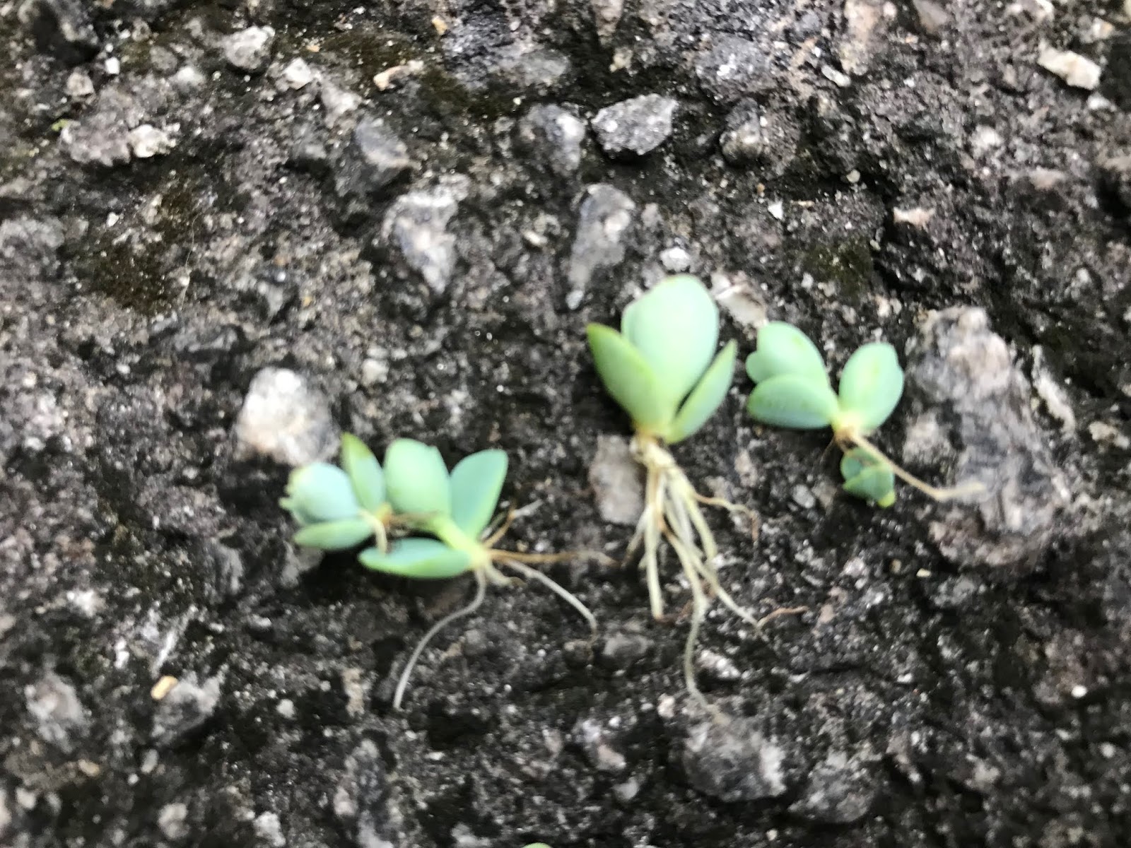 新/马草药自然医学: 落地生根的功效与作用.Kataka-taka (Miracle Leaves) Traditional ...