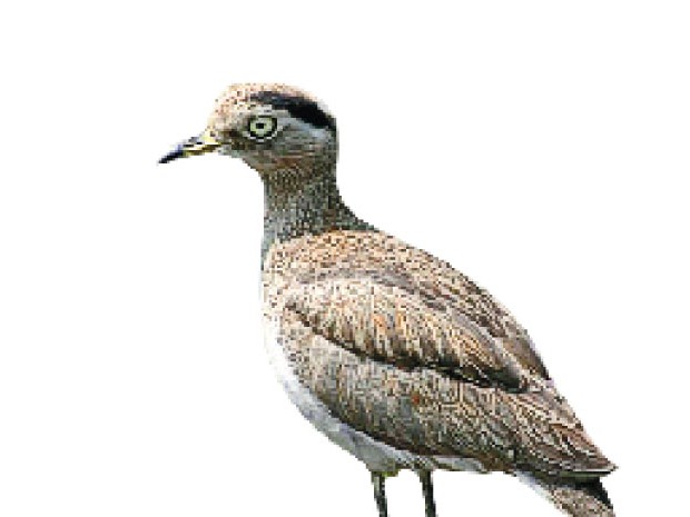 ANPP Animales y Plantas de Perú: Huerequeque - Burhynus superciliaris