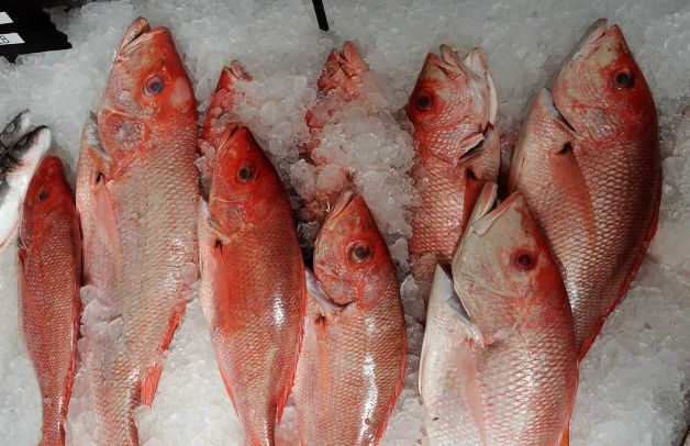 Red Snapper Fish Suppliers - Red Snapper Fish, Red Snapper Fish ...