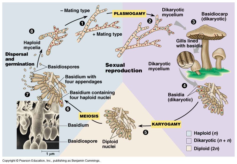 Basidiomycota ~ Sukses bersama Biologi