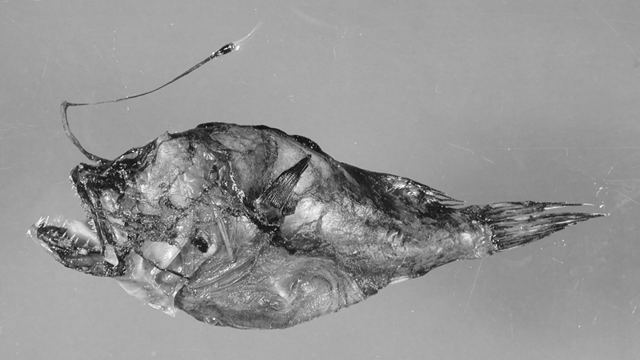 Artes de Pesca: ACTINOPTERYGII