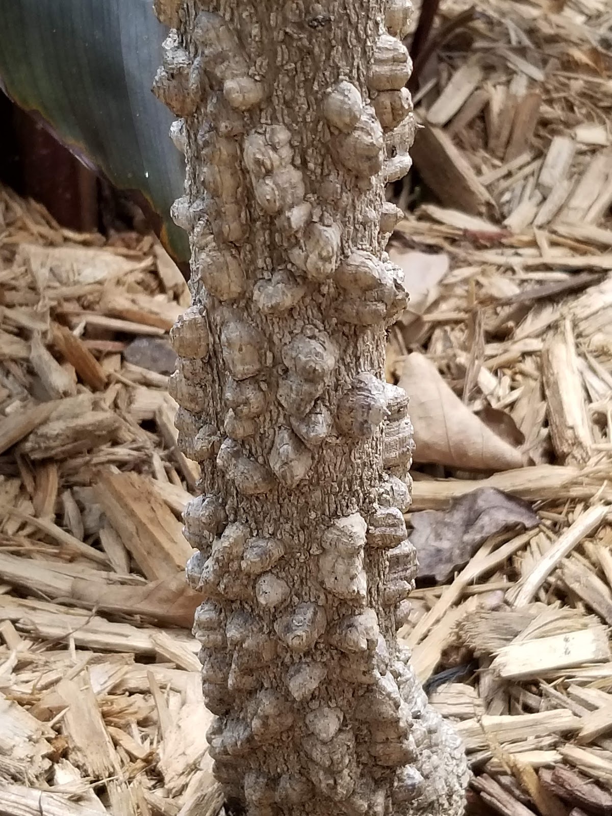 Photo Friday: Hercules Club or Zanthoxylum clava-herculis