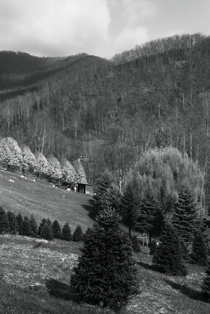 Everything is An Argument: Appalachian Spring