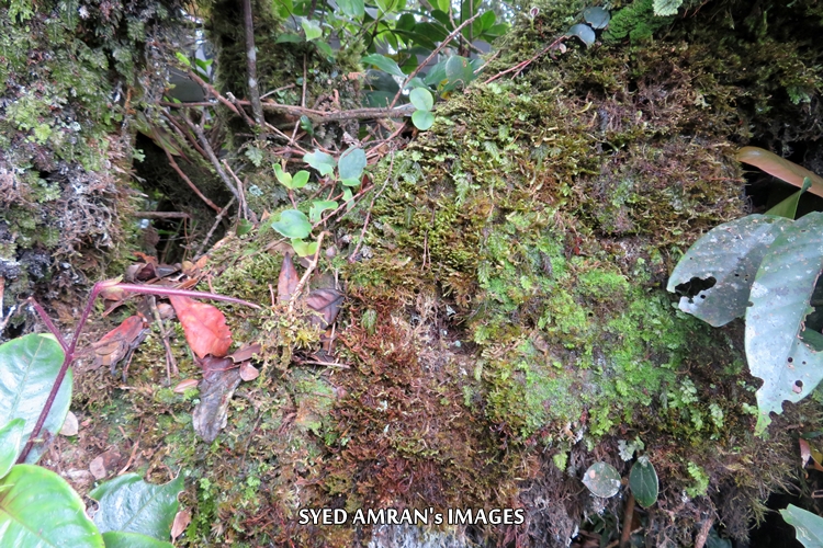 Agar Aku Tidak Lupa: CAMERON HIGHLANDS - DAY 02 - PART 02 - TAMAN EKO ...