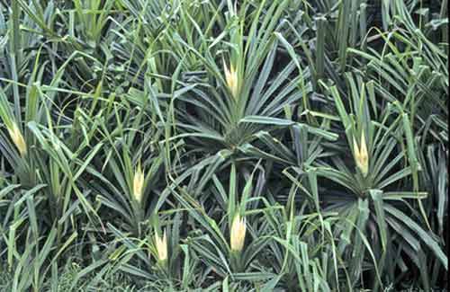 Flowers Offered To Shiva on Shivratri | Hindu Blog