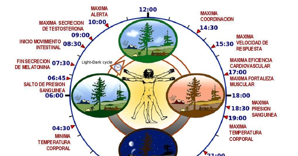 RITMO CIRCADIANO - O CICLO BIOLÓGICO DOS SERES VIVOS
