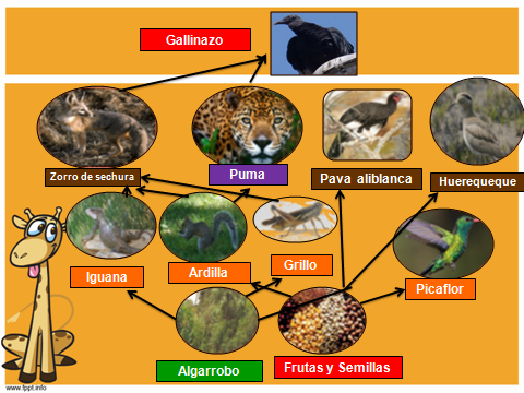 Con Ciencia para la Vida: Redes tróficas (Ana Maria)