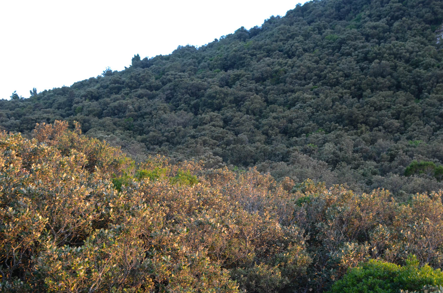 ALMANAQUE NATURAL: Los Encinares más norteños