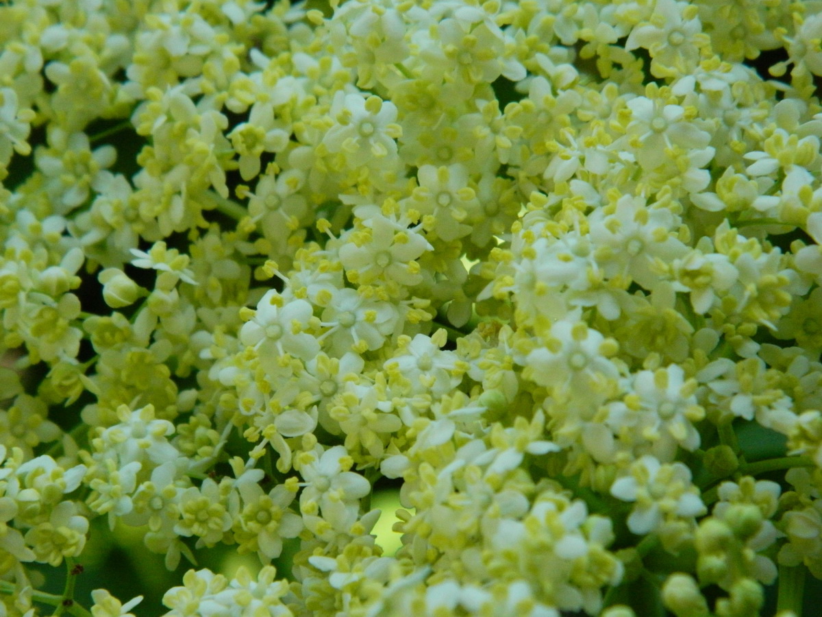 LA MULTI ANI, ROMANIA!: Flori de soc