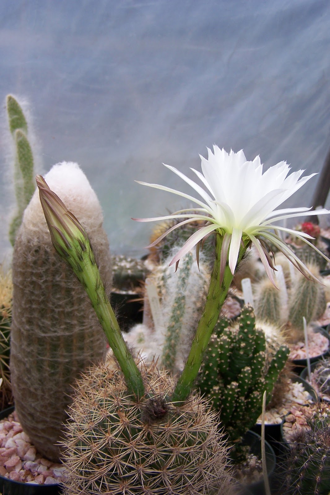 Oregon Cactus Blog: Echinopsis species