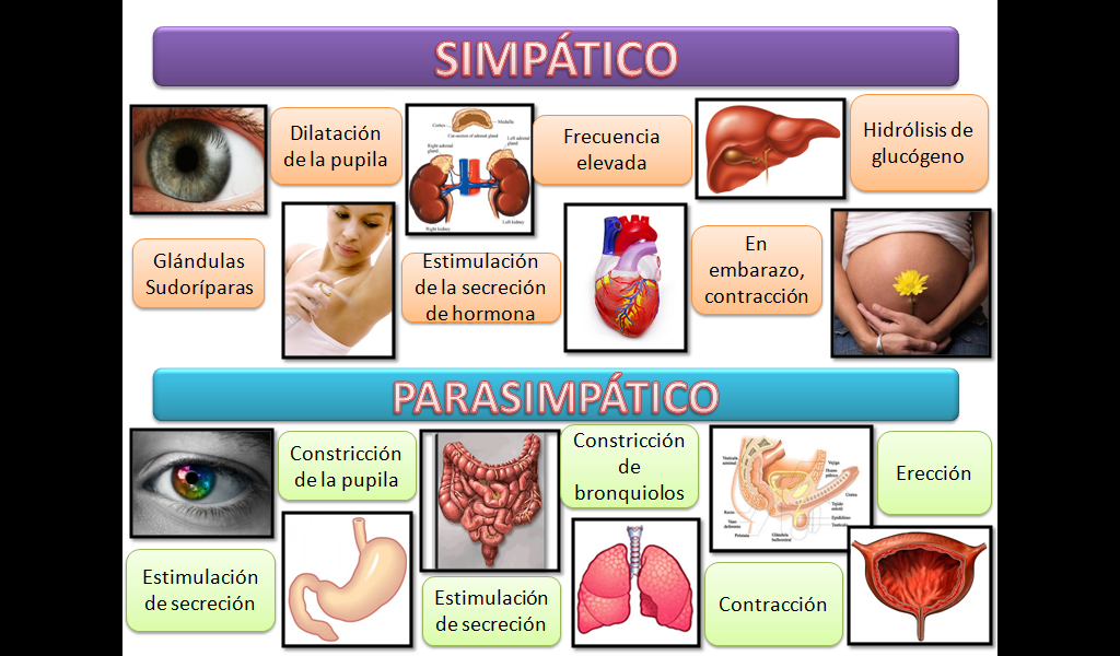 PORTAFOLIO DE FISIOLOGÍA BÁSICA-TANIA LIMÓN: SISTEMA NERVIOSO SIMPÁTICO ...