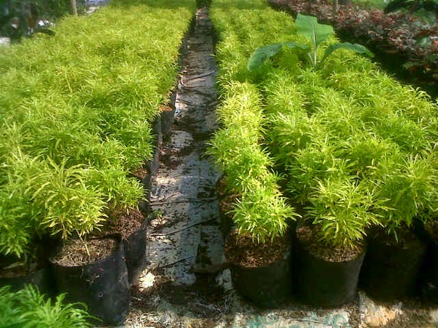 JUAL TANAMAN DAN RUMPUT TAMAN: jual tanaman hias brokoli kuning ...