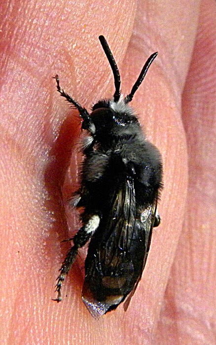 FOTO NATURA HUESCA 2: ABEJA CUCO Melecta luctuosa Giovanni Antonio ...