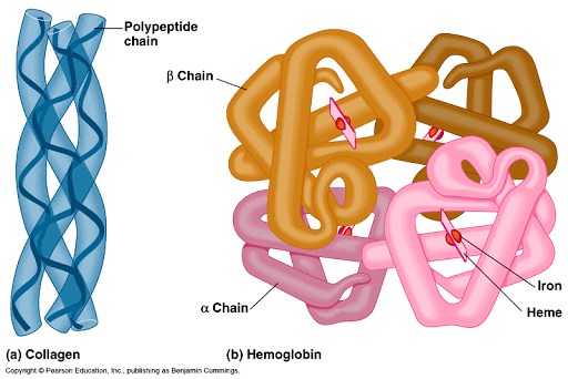 HEMOGLOBIN STRUCTURE
