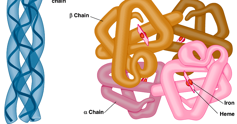 HEMOGLOBIN STRUCTURE