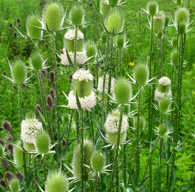 The Joyce Road Neighborhood: Wildflower - Teasel