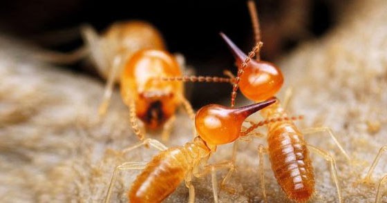 Qual é a importância dos cupins?