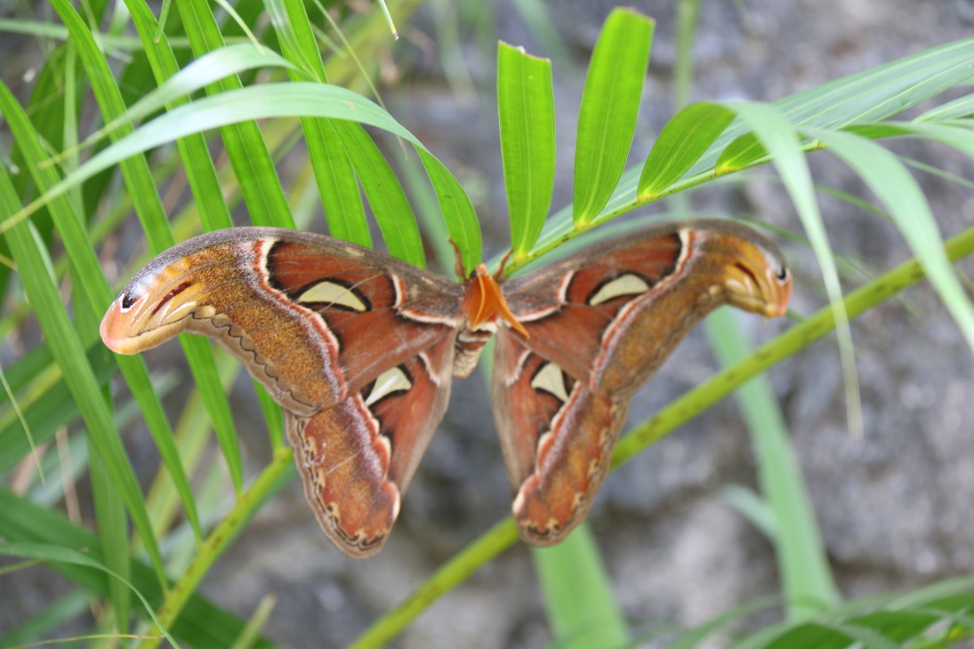 Yeay, I found a Giant Butterfly in my backyard, it has Snake-pattern Wings