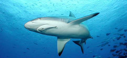 ElSoNi - Animals and nature: Hajar!