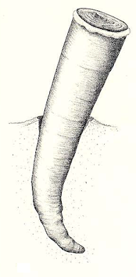 Variety of Life: Hyolithellida