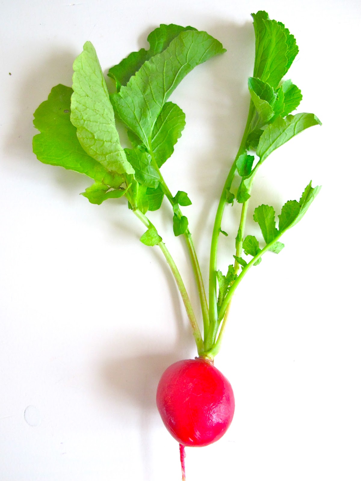 Joëlle Wehkamp: Radish love