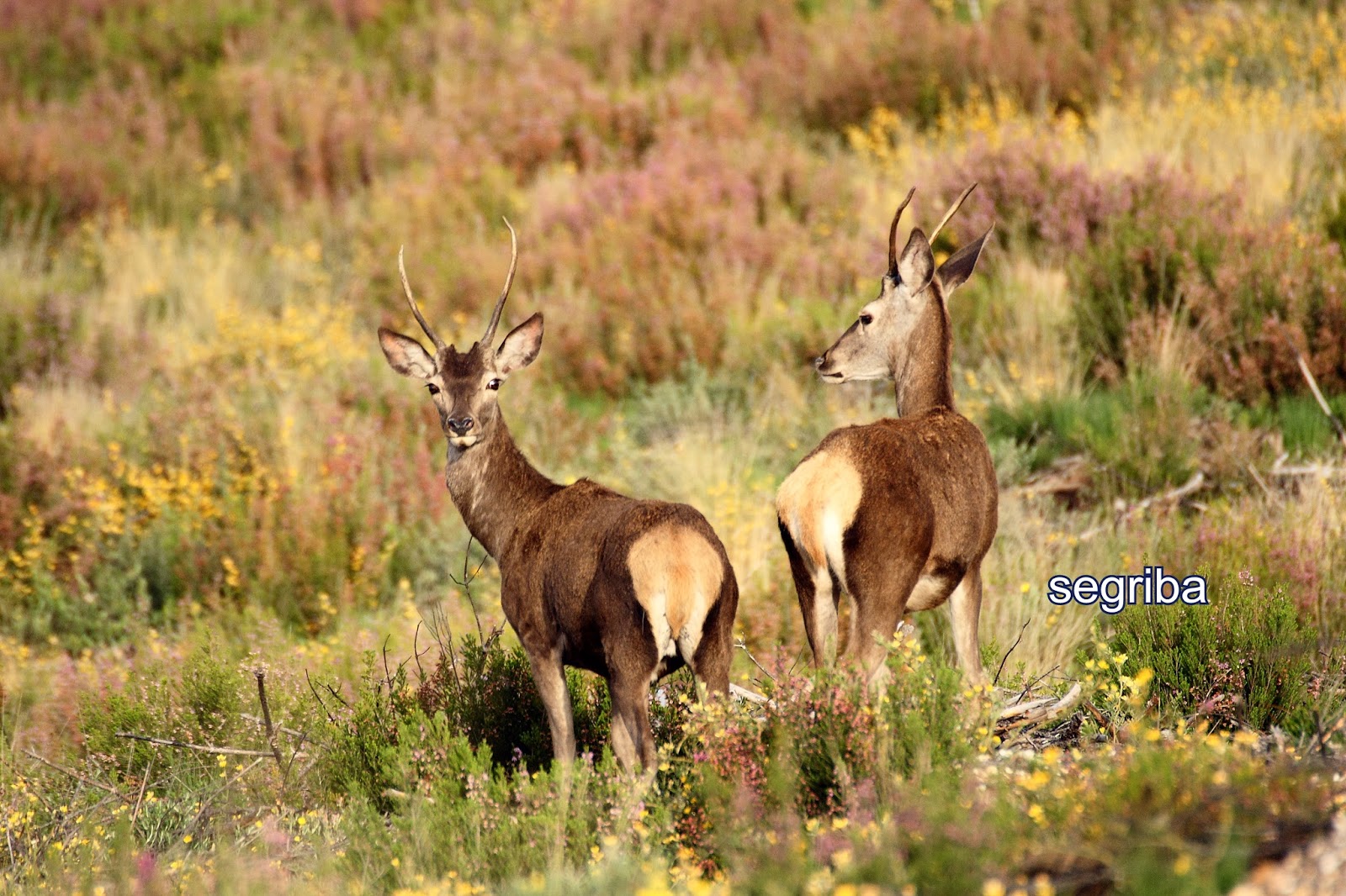 laiberianatural: Ciervo común ( Cervus elaphus)