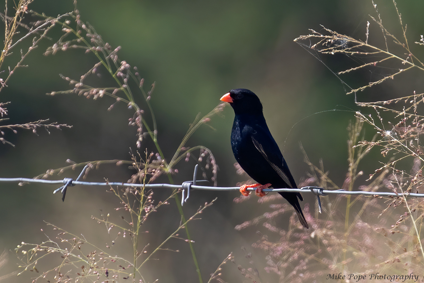 Birding | Photography | Adventure: Chasing skulkers