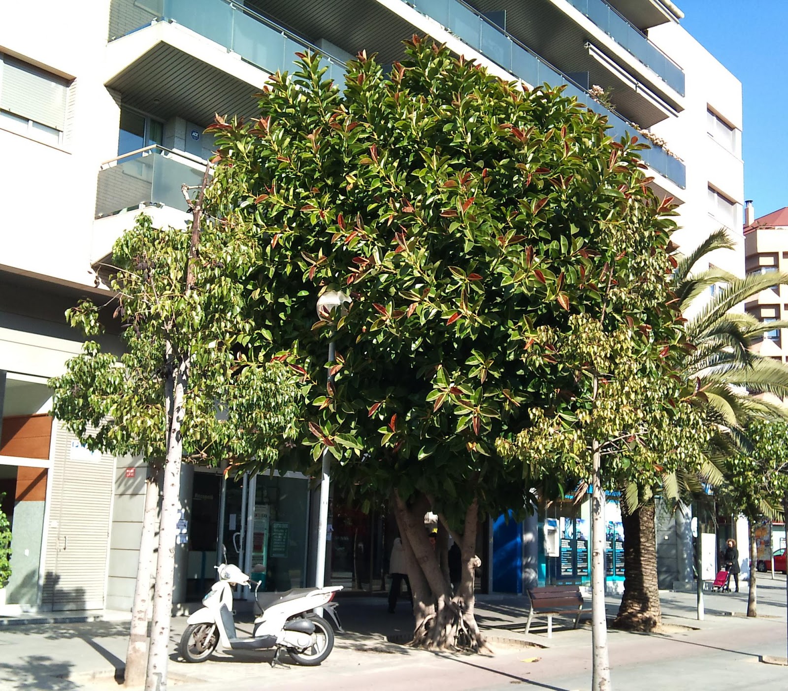 Árboles con alma: Ficus. Arbol del Caucho. (Ficus elástica)