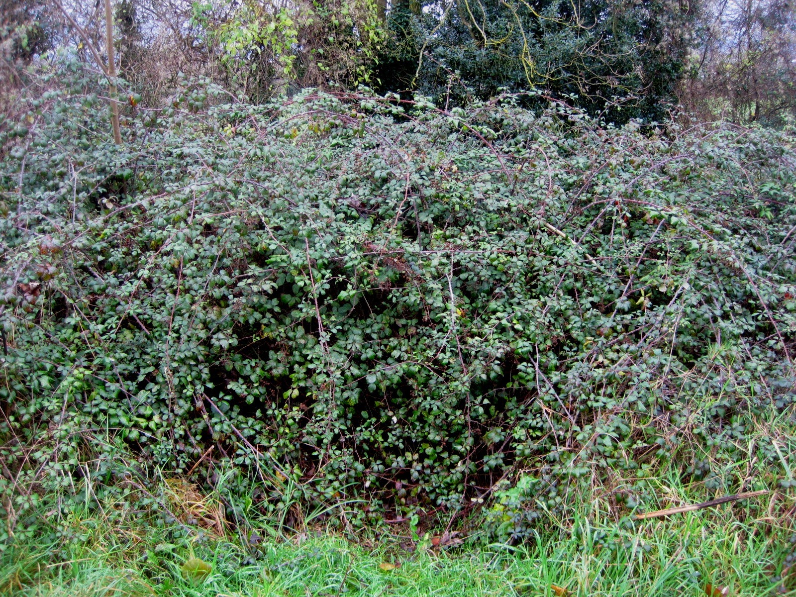 Filnore Woods Blog: Brambles are evergreen