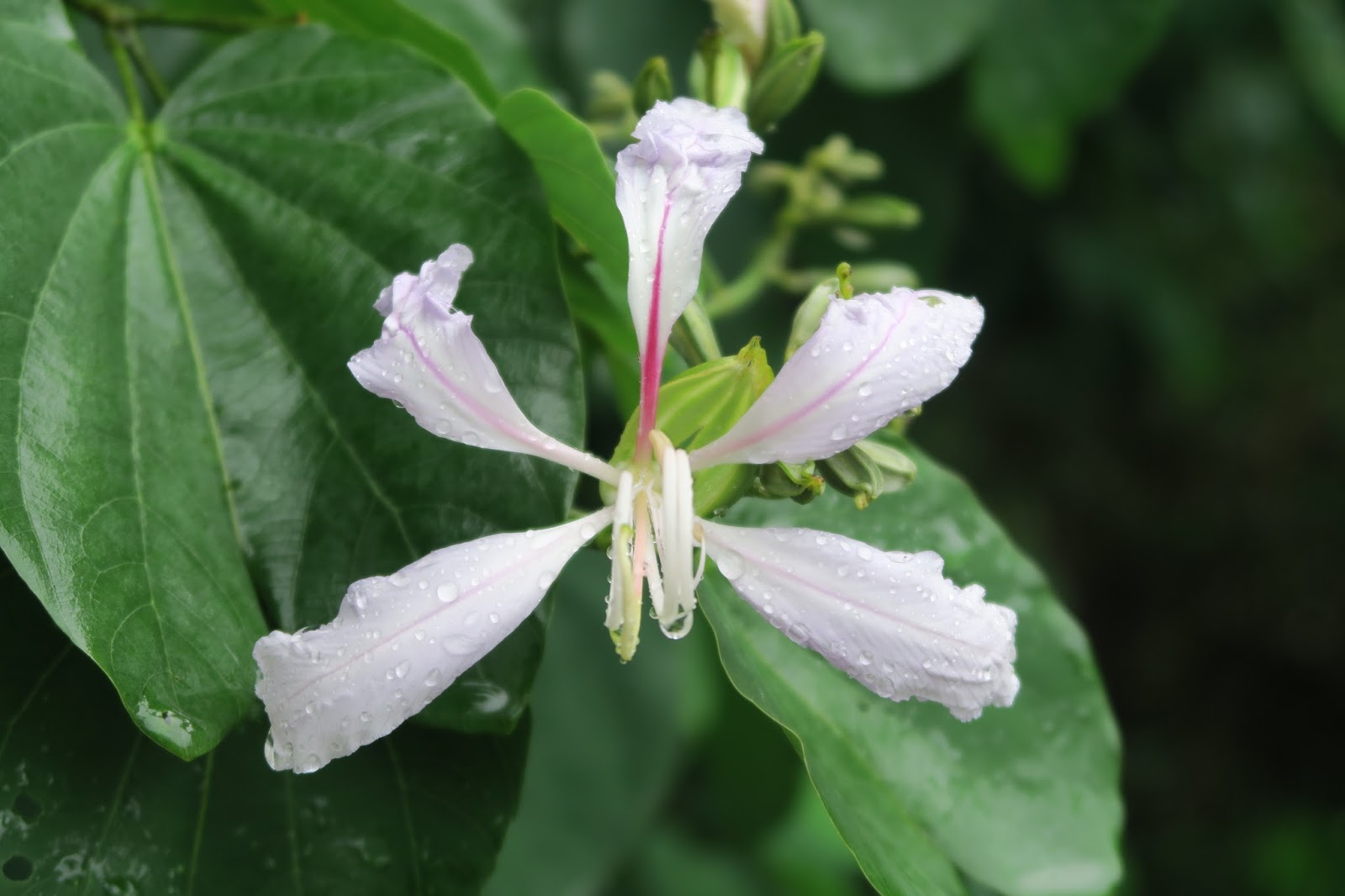 Kleyns In The Philippines: * Flowers (Mga Bulaklak) 2