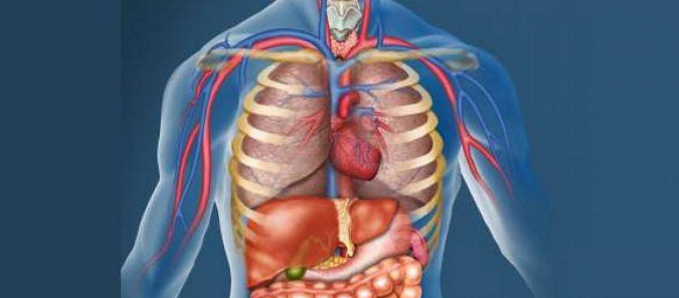 ΛΕΥΤΕΡΙΑ: Ποιo είναι το βαρύτερο όργανο στο ανθρώπινο σώμα;