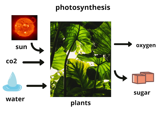 photosynthesis process