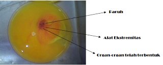 Embriologi Selalu DIhati: PERKEMBANGAN EMBRIO AYAM