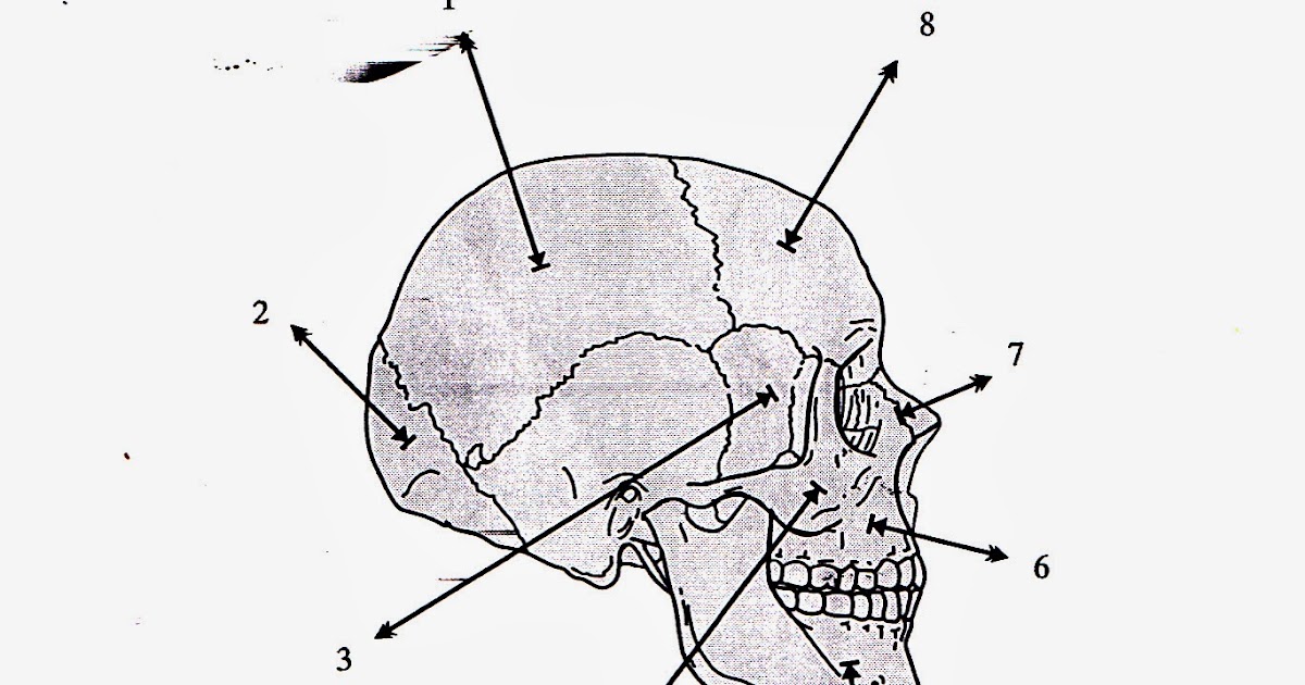 Biologija 8: Kosti glave