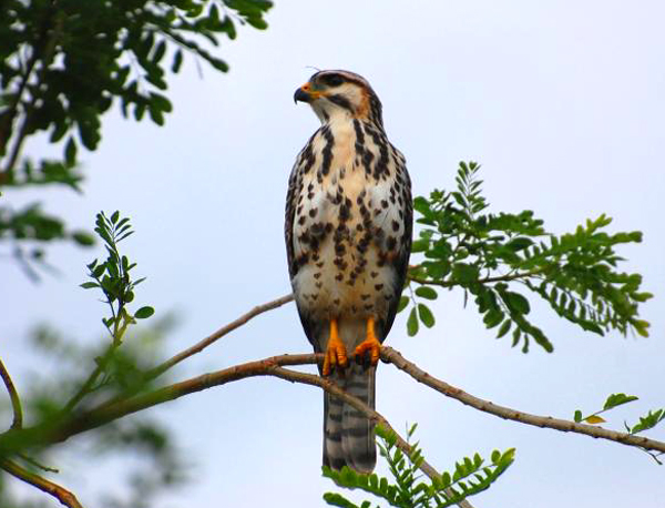 Bellas Aves de El Salvador: Buteo plagiatus (busardo o halcón gris ...