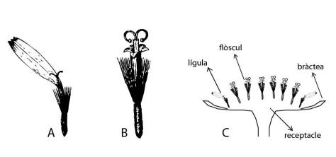 Lígula - Botánica integra