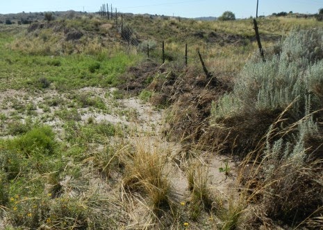 Nature Abhors a Garden: Wash Out