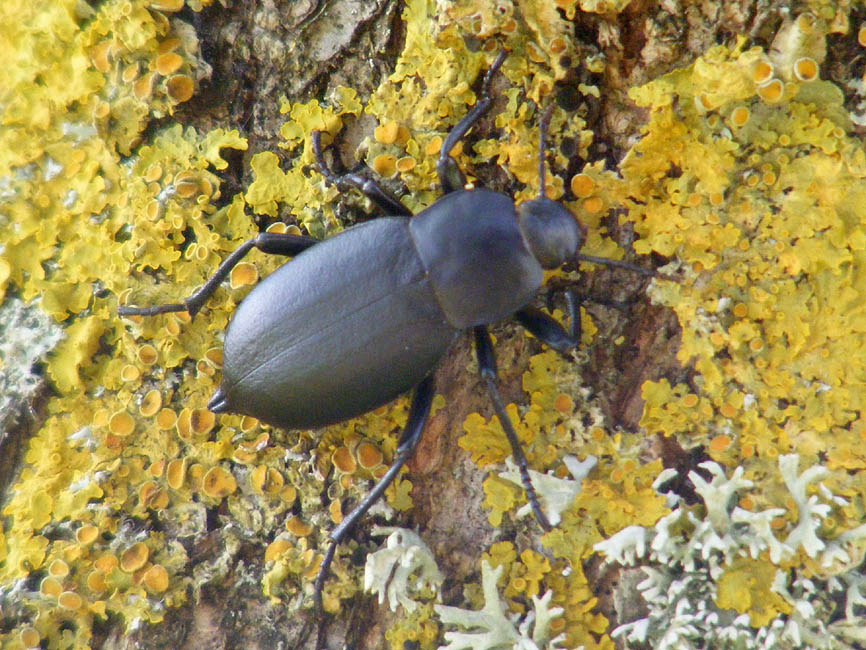 Loire Valley Nature: Churchyard Beetle - Blaps mucronata