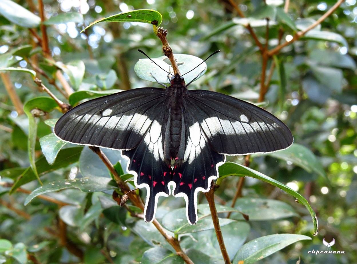 Borboletas e Mariposas: Parides bunichus diodorus (Hopffer, 1865)