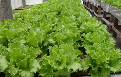 Sarang Cemani: Tanaman Selada, Berikut 7 Hama dan Penyakit Serta Cara ...