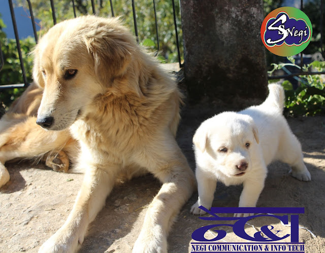 Bugyali (Bhotiya ) Dog। बुग्याली कुत्ता/भोटिया कुत्ता - Hinsoli.com