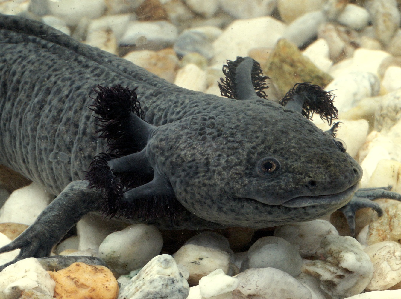 El Axolotl Tambien Conocido Como Ajolote O Ambystoma Mexicanum Es Una ...
